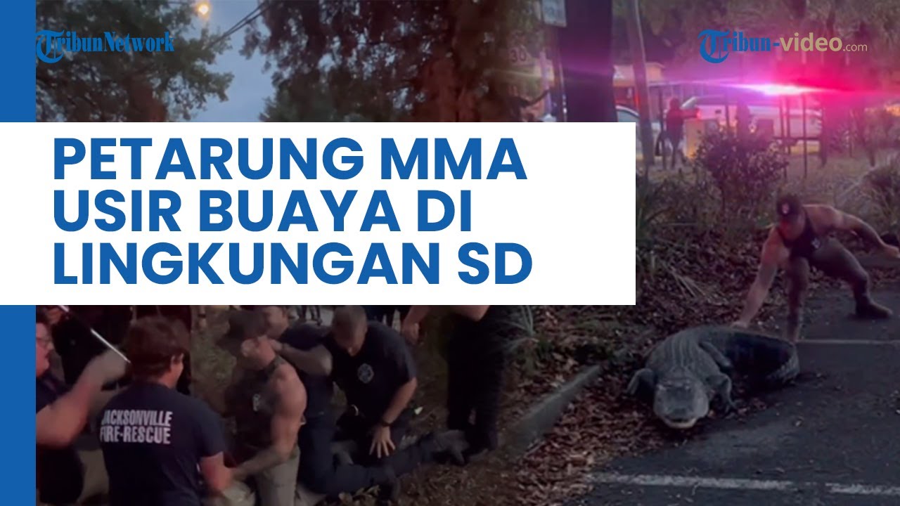 KEREN! Atlet MMA Mike Dragich Usir Buaya yang Mampir di Lingkungan SD ...