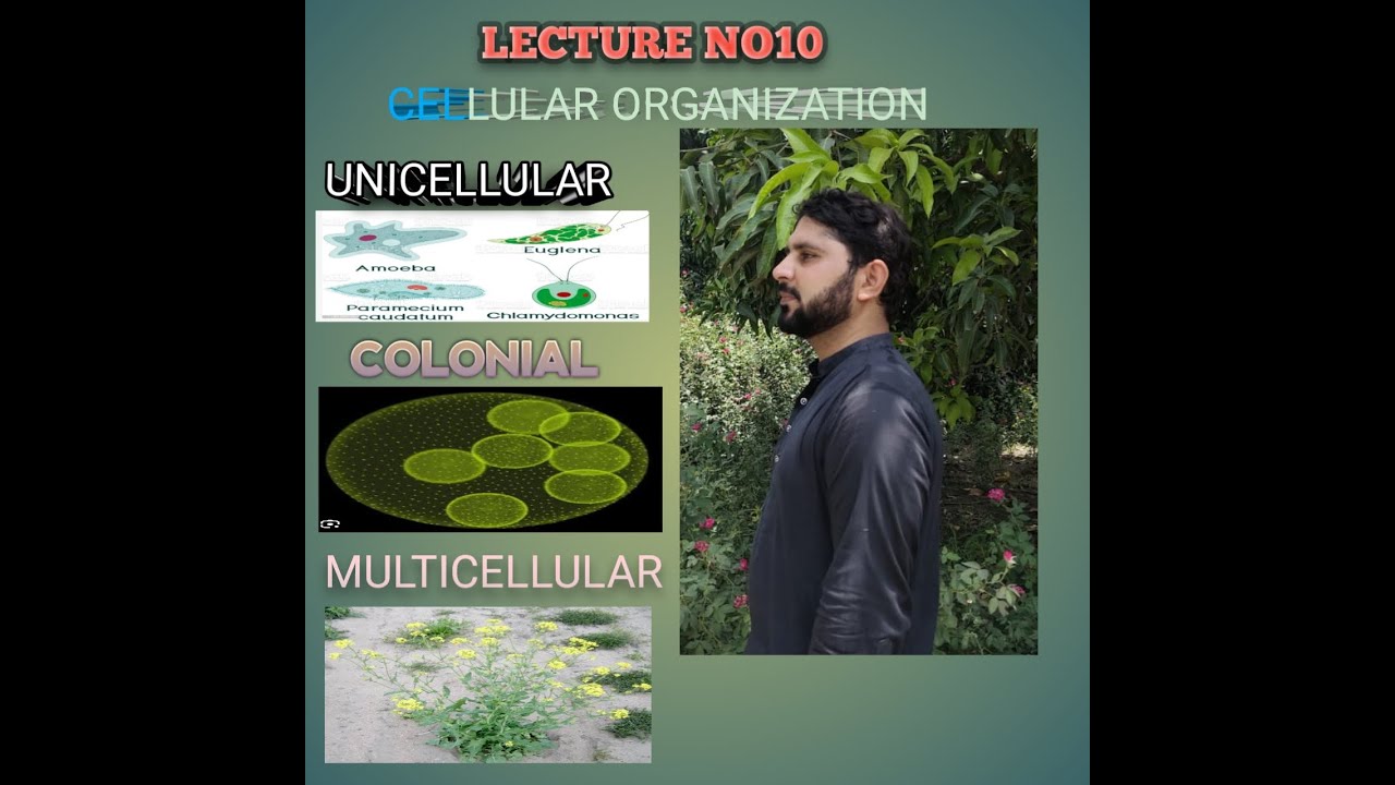 CELLULAR ORGANIZATION UNICELLULAR COLONIAL MULTICELLULAR - YouTube