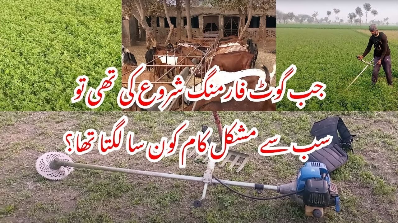 The Most Difficult Task in Goat Farming | بکری فارمنگ میں سب سے مشکل کام - YouTube