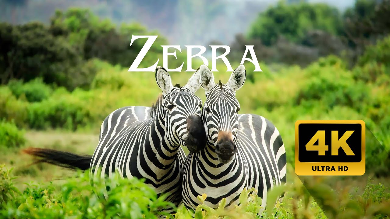 Amazing Scene of ZEBRA 4K - Scenic Relaxation Film - YouTube