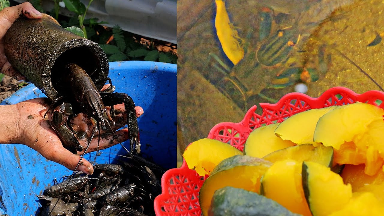 Big Crayfish Eat Pumpkin and fish, Growing Green Onion - Crayfish in a ...