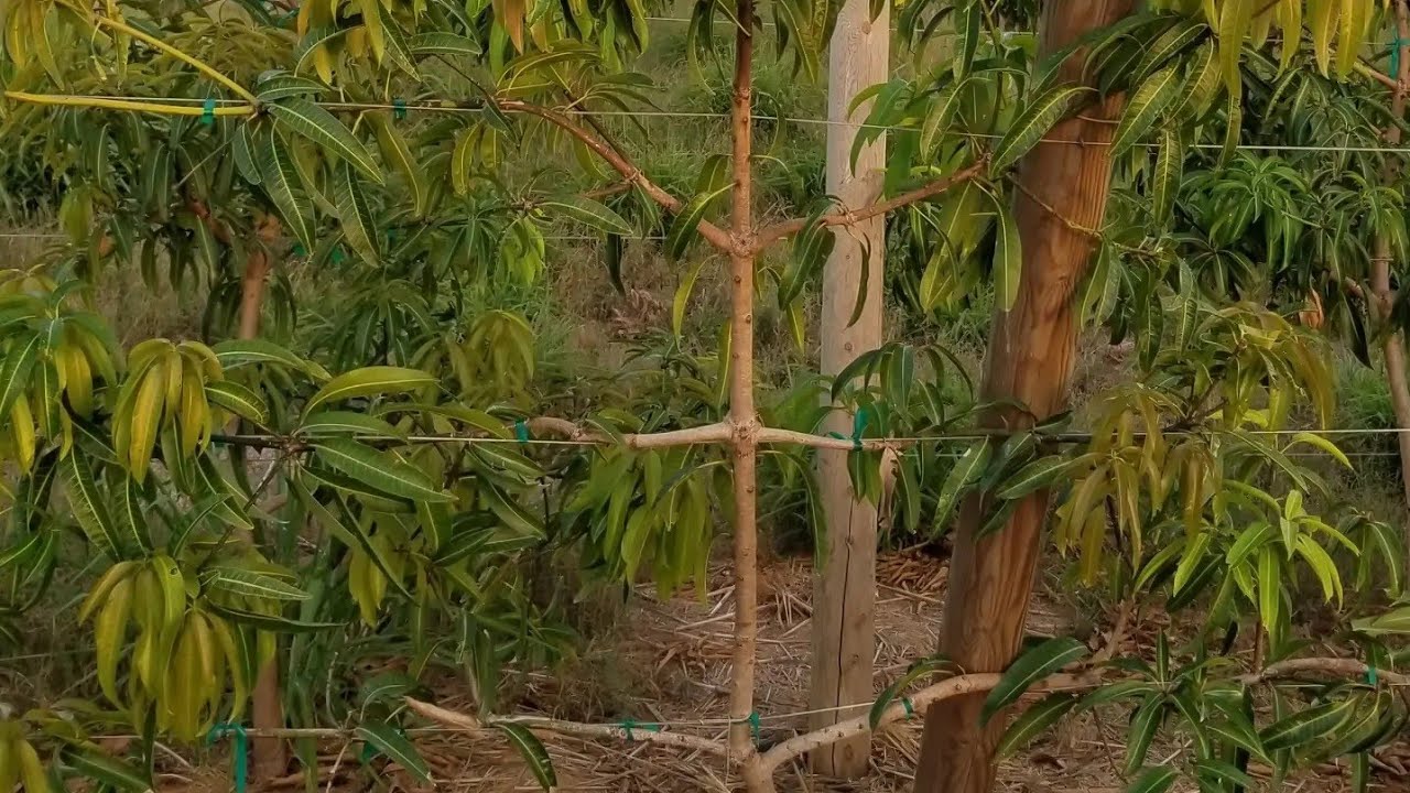 the mango loa project: open tatura trellis 30 months in ground, 3 to 4 ...