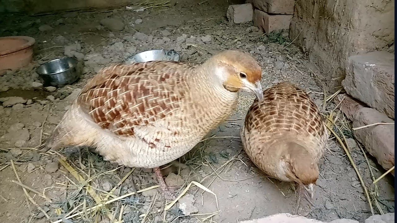 teetar ki awaz |teetar nawaz|bhura teetar|teetar volume|jungali teetar ...