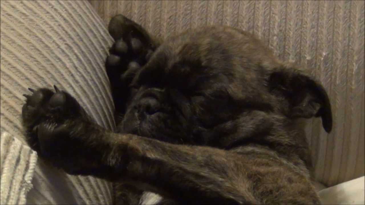 Three Way Doggie-Style (cuz there are three dogs, of course!) - YouTube