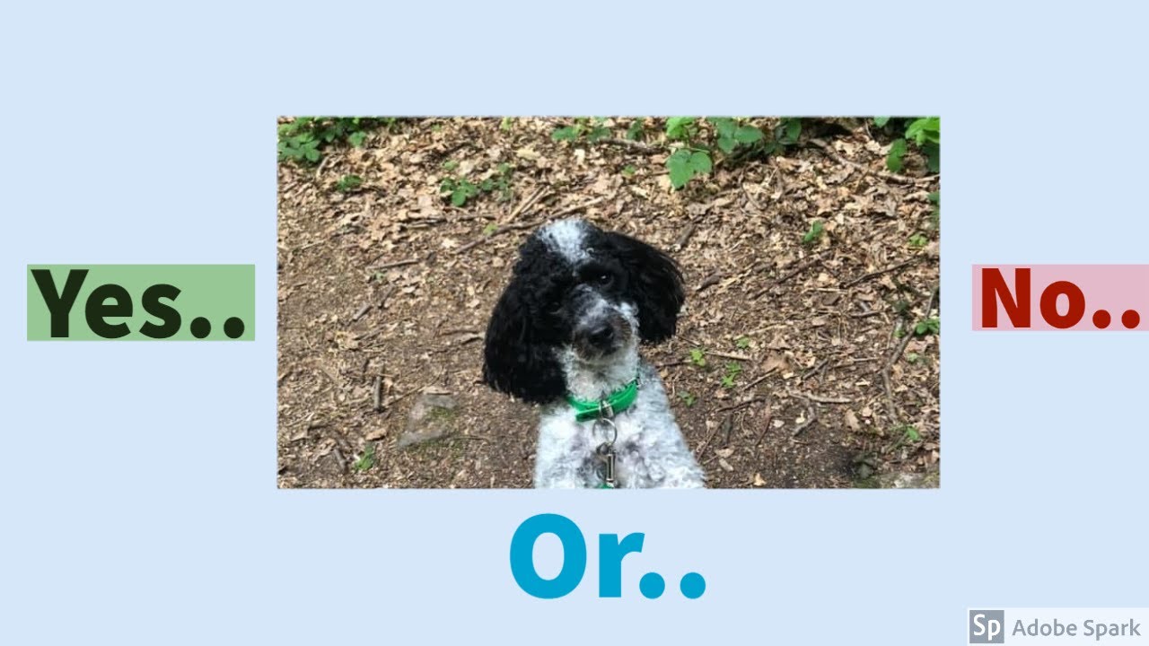 My Dog Tries 'Yes Or No' Challenge. - YouTube