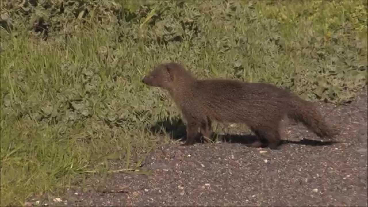 Cape Mongoose - Filmed by Greg Morgan - YouTube