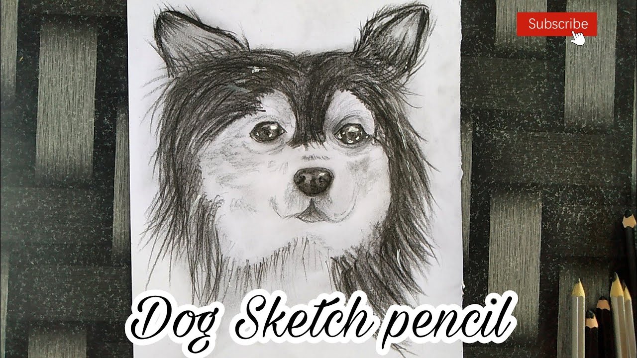 How to Draw a realistic Dog | Beautiful 🐕| Tutorial for Begginers - YouTube