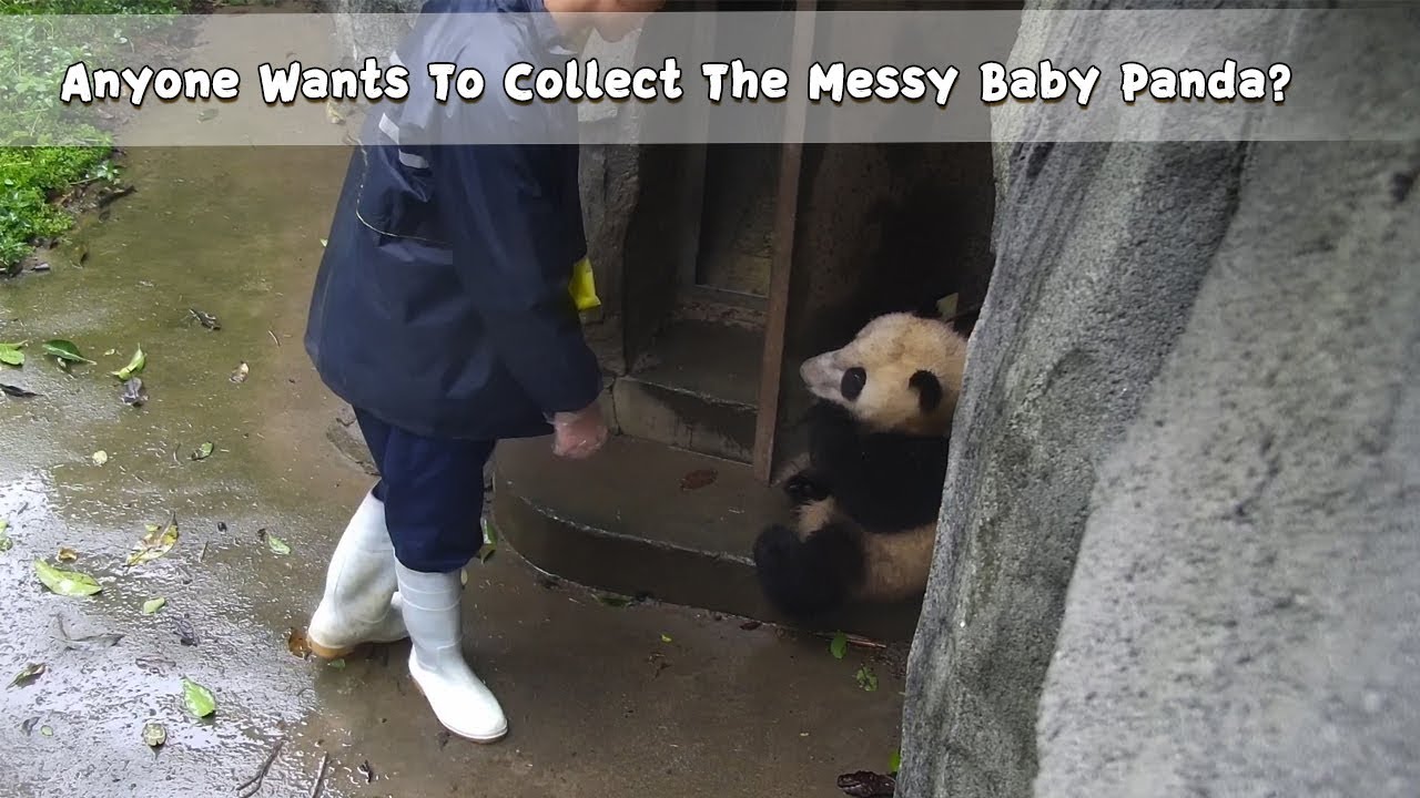 Anyone Wants To Collect The Messy Baby Panda? | iPanda - YouTube