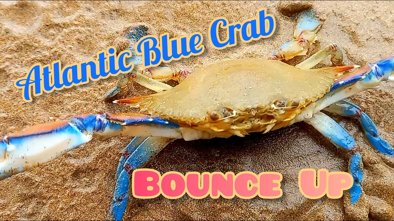 Atlantic Blue Crab (Callinectes sapidus) #trinidadandtobago #crustacean ...
