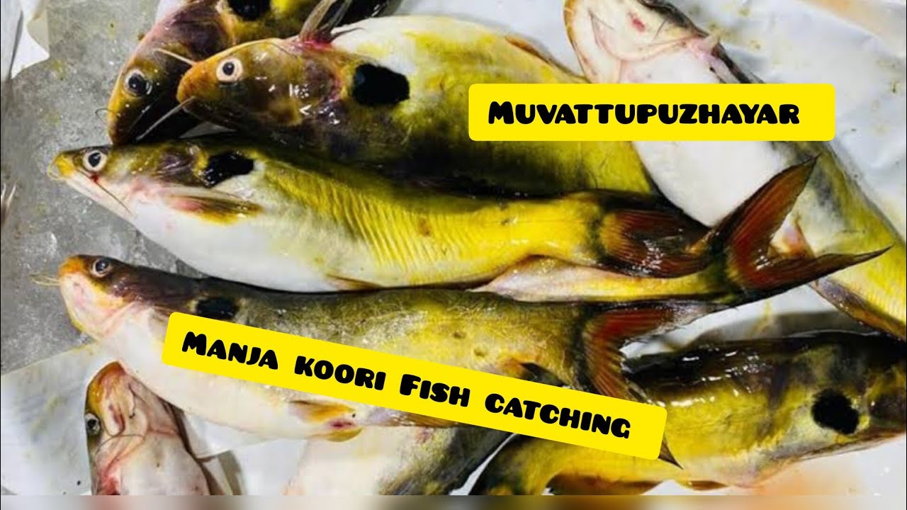 🐠Manja Koori Fish Hunting # Muvattupuzhayar#Avuda🐬🐠🐟🐡 - YouTube