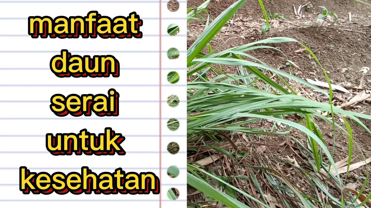 manfaat daun serai untuk kesehatan - YouTube