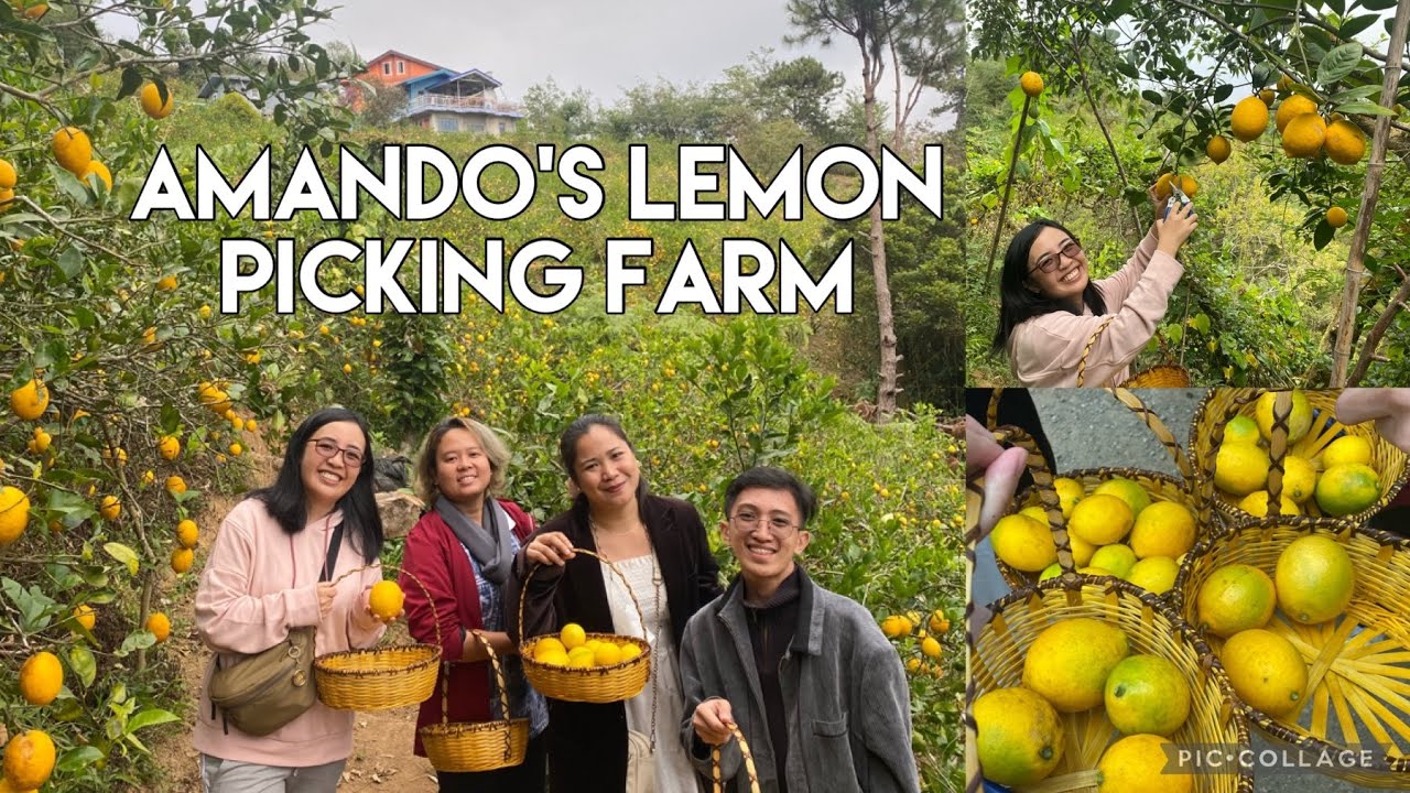 LEMON PICKING AT AMANDO’S LEMON PICKING FARM| TUBLAY BENGUET | NEMUS ...