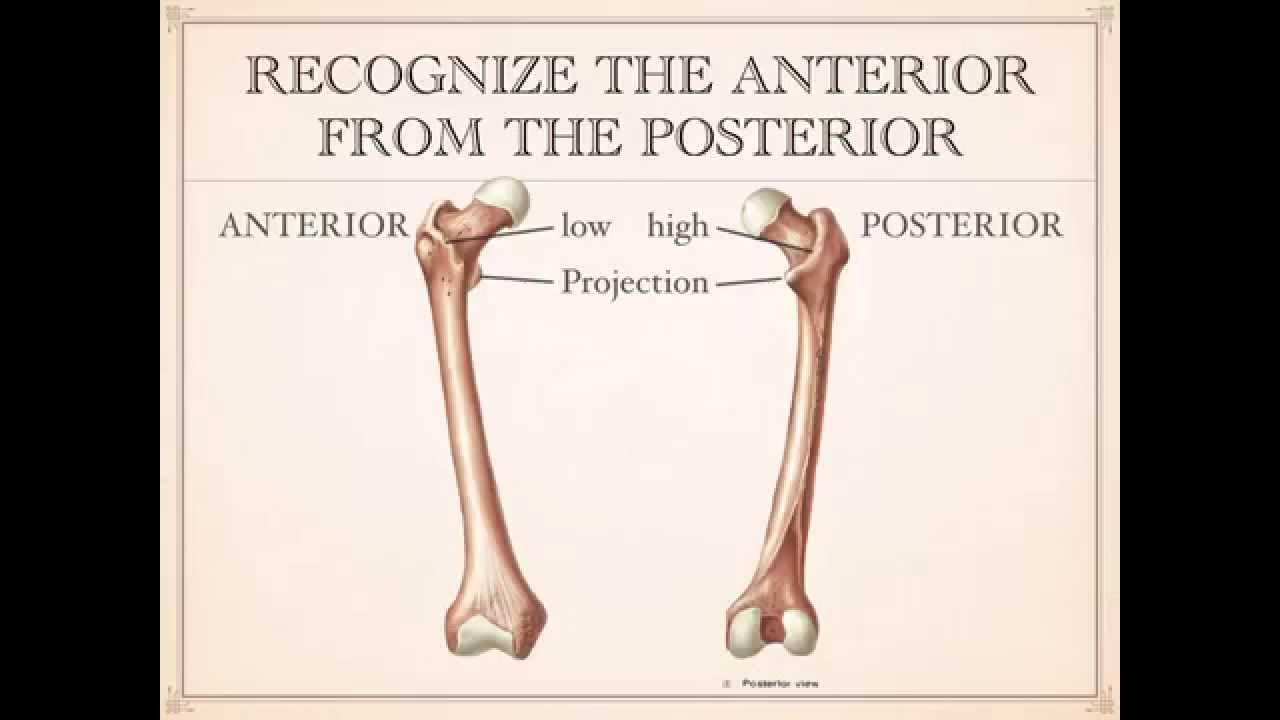 Lower Limb Bones - Femur - YouTube