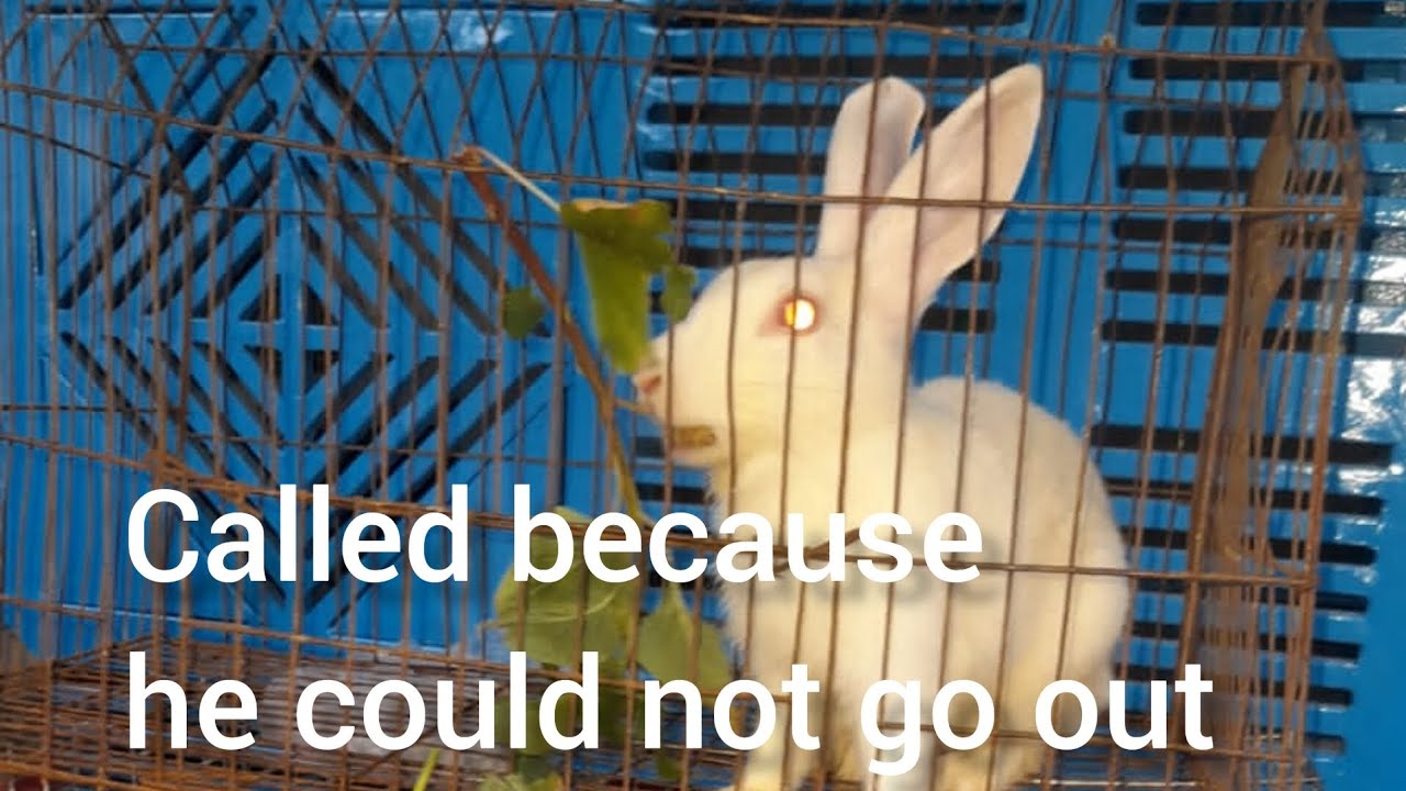 Called because he could not go out - YouTube
