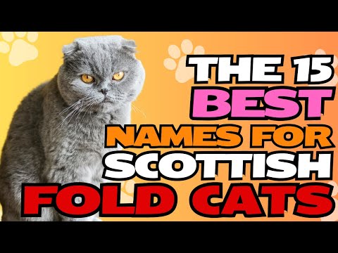 The 15 Best Names for Scottish Fold Cats 🐱🌟 - YouTube