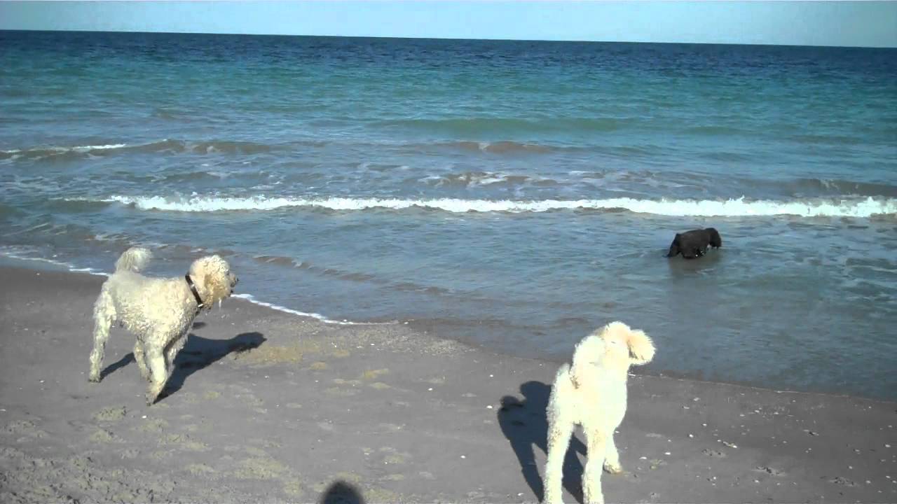 Standard Poodle at the Beach in the Waves - YouTube