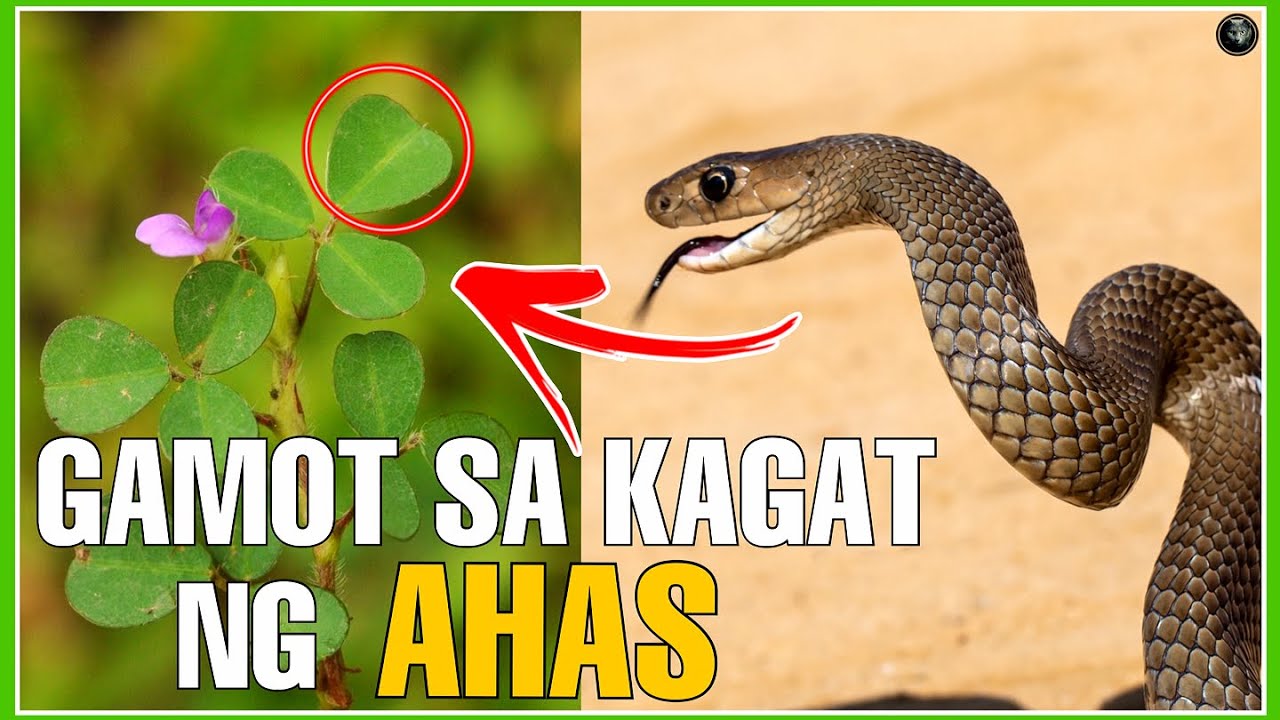 BAKA NAKITA MO NA ANG HALAMANG ITO MAINAM PALANG PANALABAN SA KAGAT NG ...