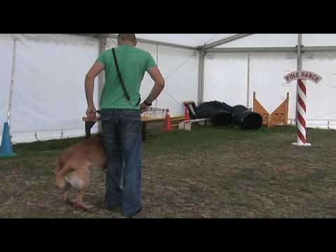 Steve Mann - Dog Training - YouTube