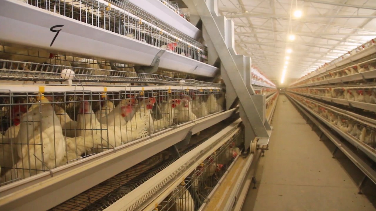 How does a modern poultry farm work? | GREAT FARM - YouTube