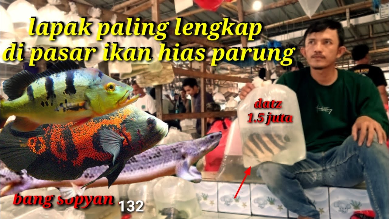 UPDATE || harga ikan hias PREDATOR terlengkap di pasar ikan hias parung ...