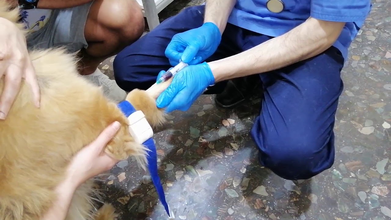 canine venipuncture - YouTube