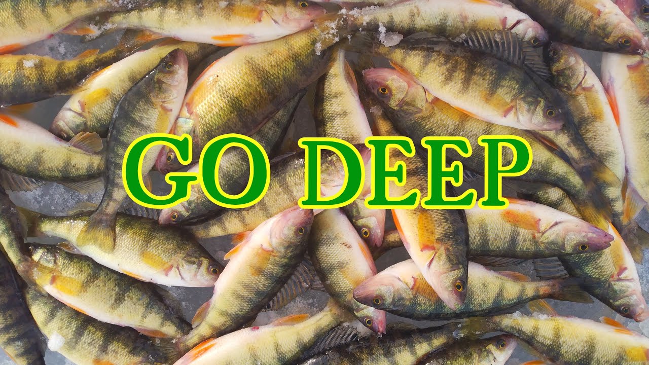 Go Deep for Big Ice Perch - YouTube
