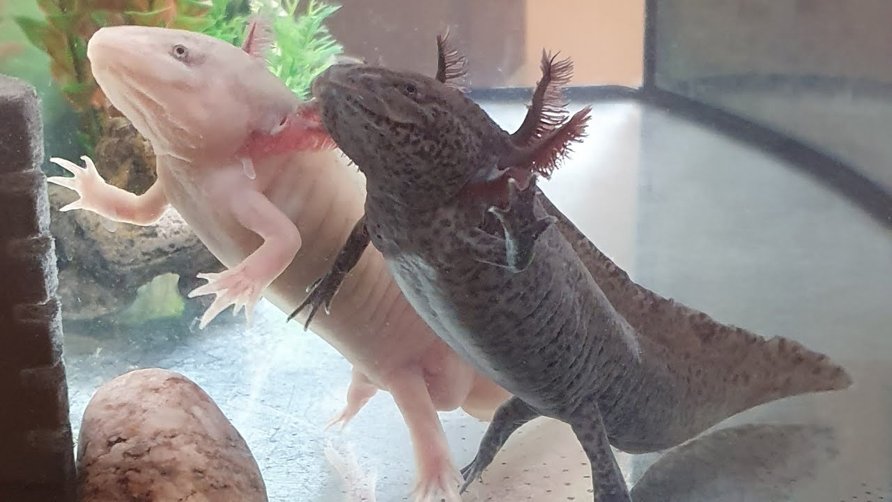 The safe way to move axolotl to new tank. - YouTube