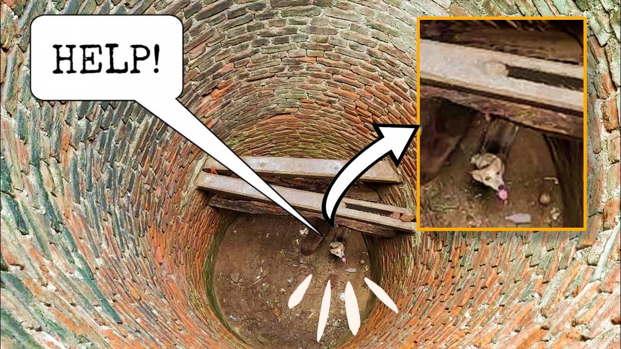 Heartwarming Rescue of the Dog fallen in a Deep well | So Excited when ...