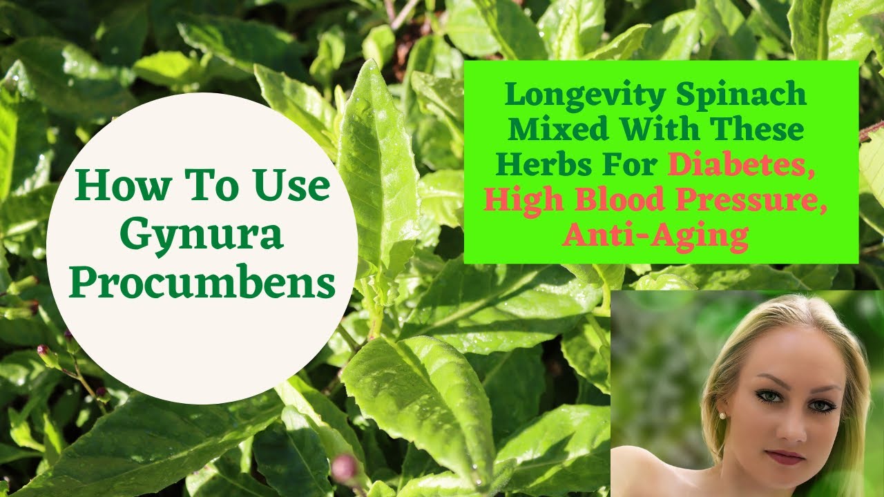 Gynura Procumbens How To Use For Amazing Health Benefits ANTI-AGING ...