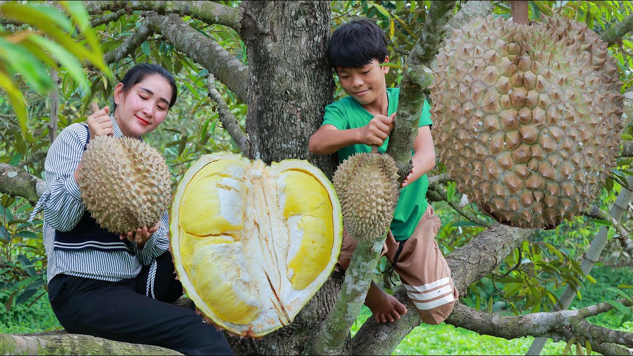 Giant fresh durian from the tree - amazing 2 recipes with big durian ...