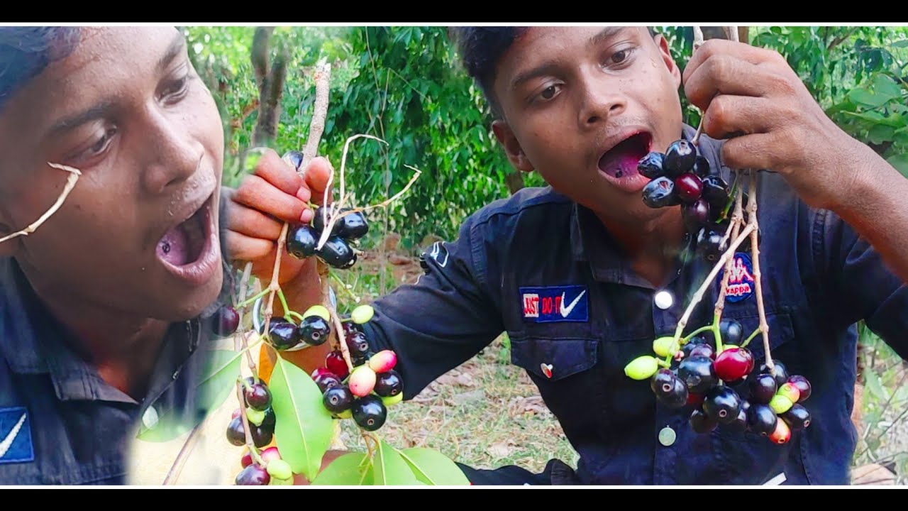 Black berry Fruit//Jamukoli eating in village boys in forest//jamukoli ...