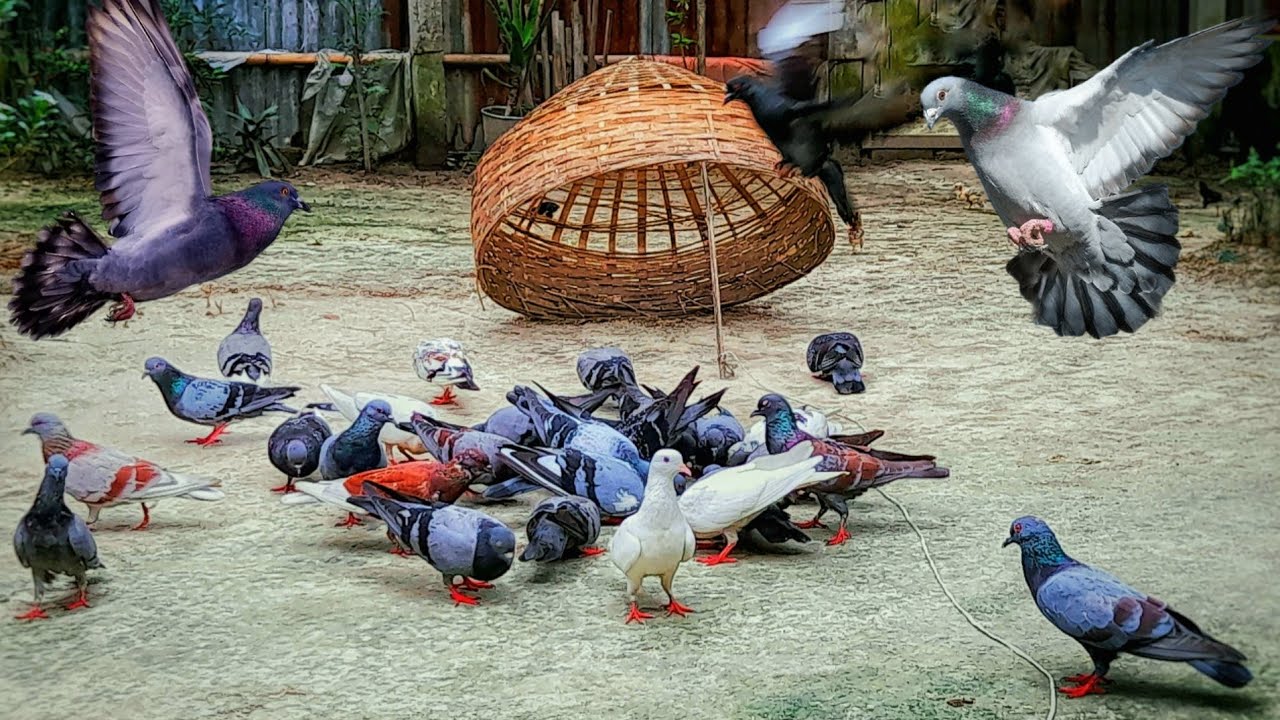 How to catch pigeons with a cage - YouTube