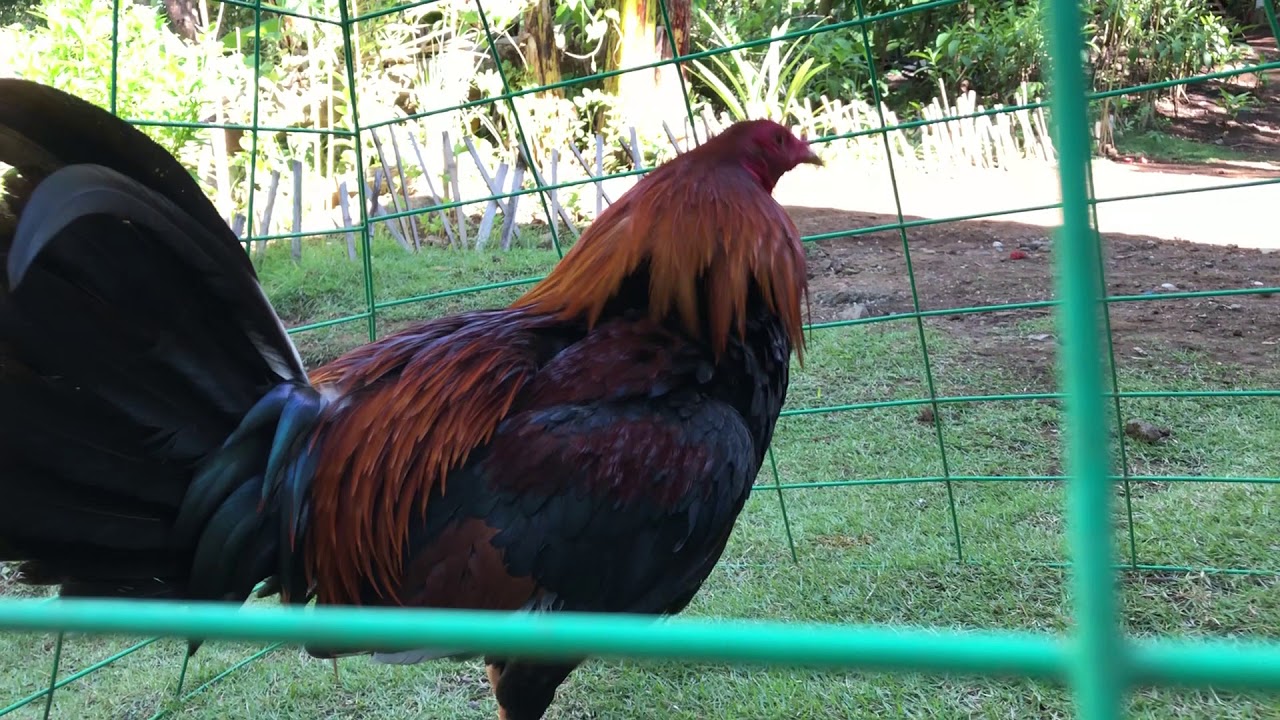 5K Sweater/Gilmore Hatch - YouTube