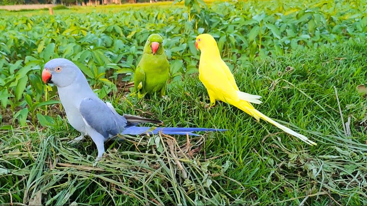 Indian Ringneck Parrot Natural Voices on Field | Natural Parrot Sounds | - YouTube
