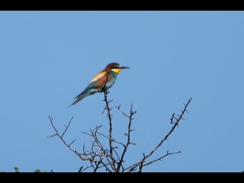 NESTING Bee Eaters, Norfolk - YouTube