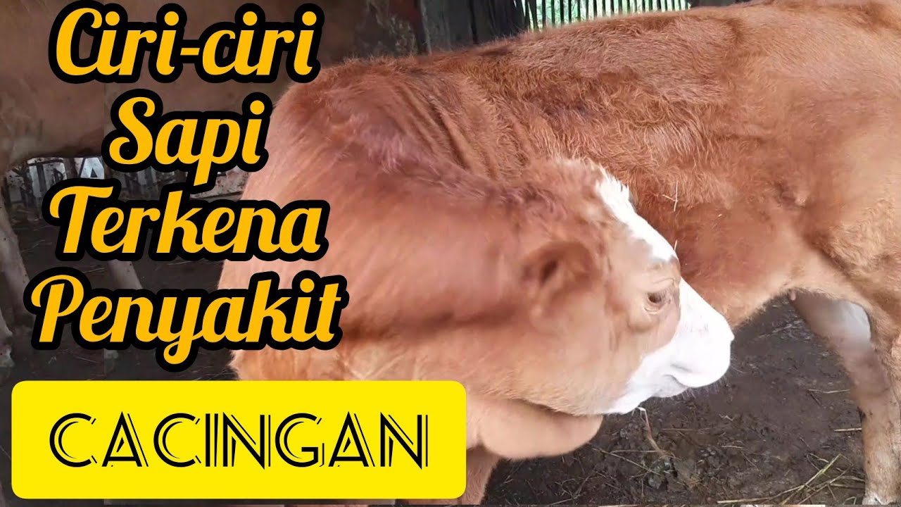 Ciri-ciri sapi cacingan - YouTube