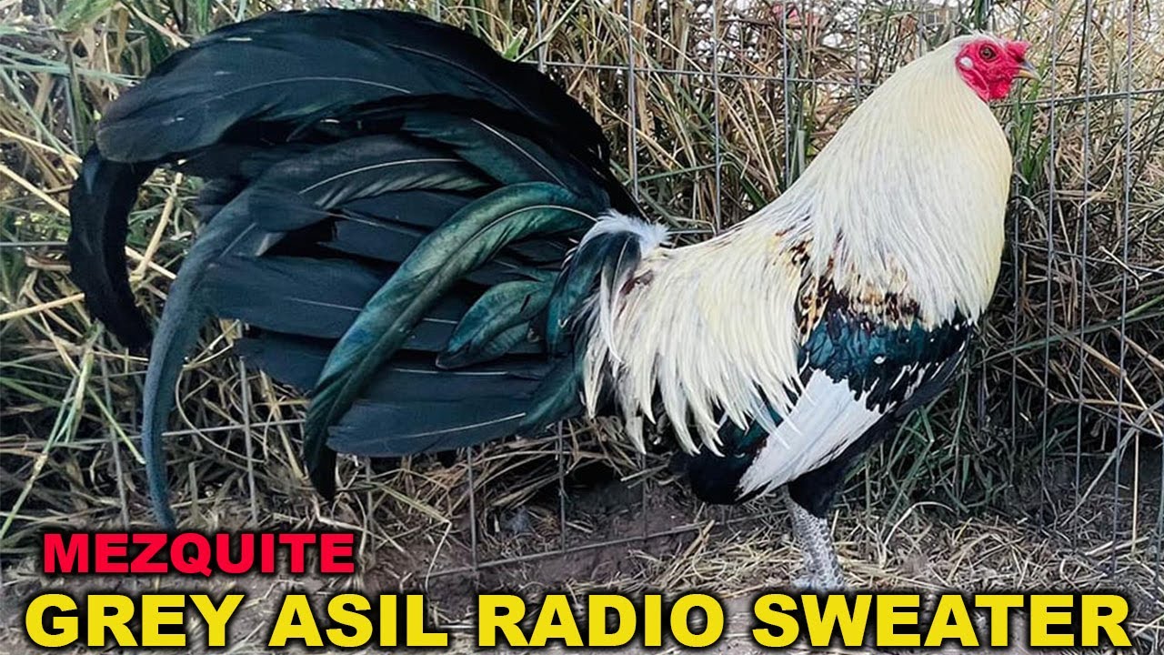 Sweater Asil Grey Radio Beautiful Birds Mezquite Farm 💯 - YouTube