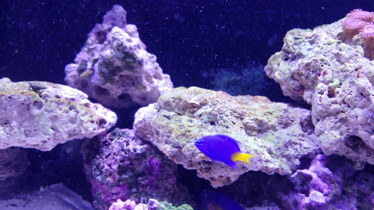 Day 14 of my Reef Flux treatment. WHERE DA BRYOPSIS AT?! - YouTube