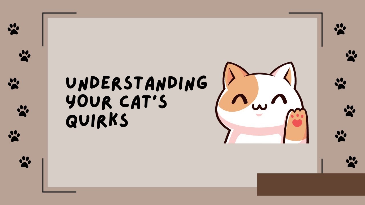 Understanding Your Cat's Quirks - YouTube