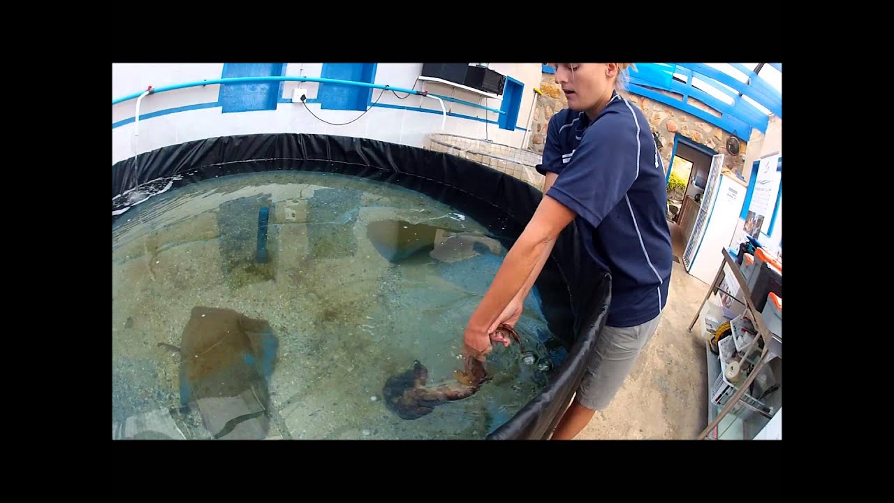 A virtual Shark Lab tour with South African Shark Conservancy - YouTube