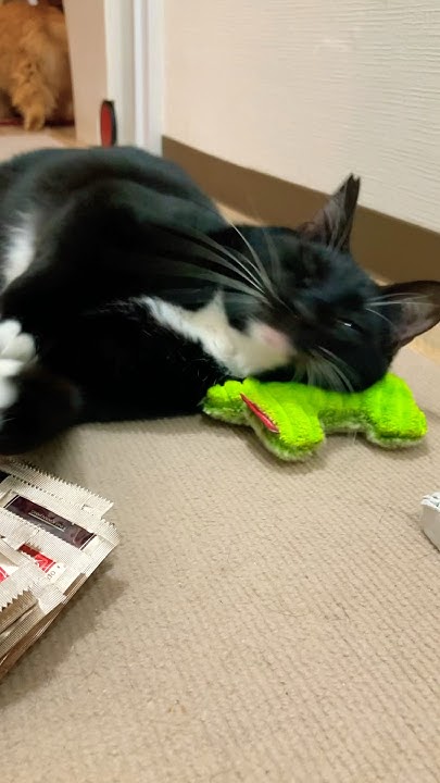 【好き】またたびでご機嫌じんじゃくん1 #猫動画 #cats #tuxedocat #냥이 #保護猫 #catnip - YouTube