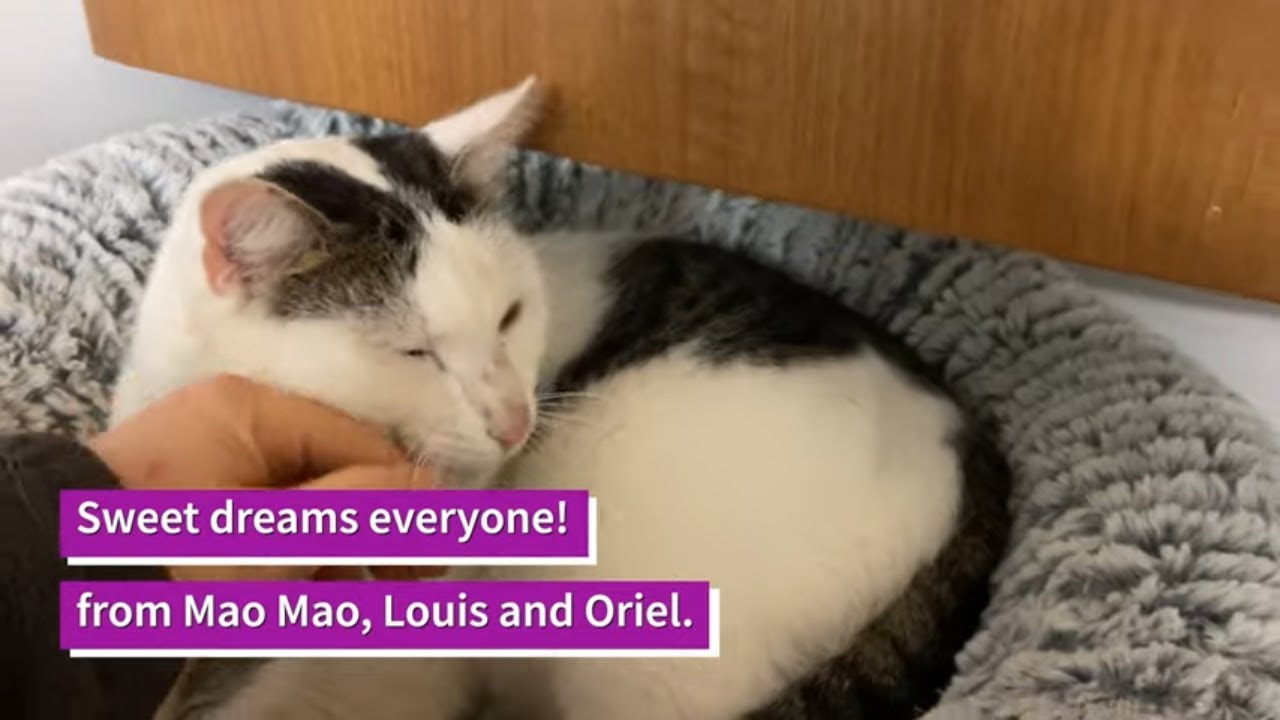 Behind the Scenes in January 2023: The Bedtime Routine of our cats ...