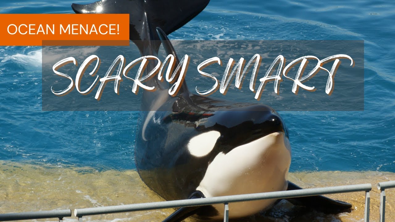 These Orca Whales Are Way More Intelligent Than You'd Think! A Real ...