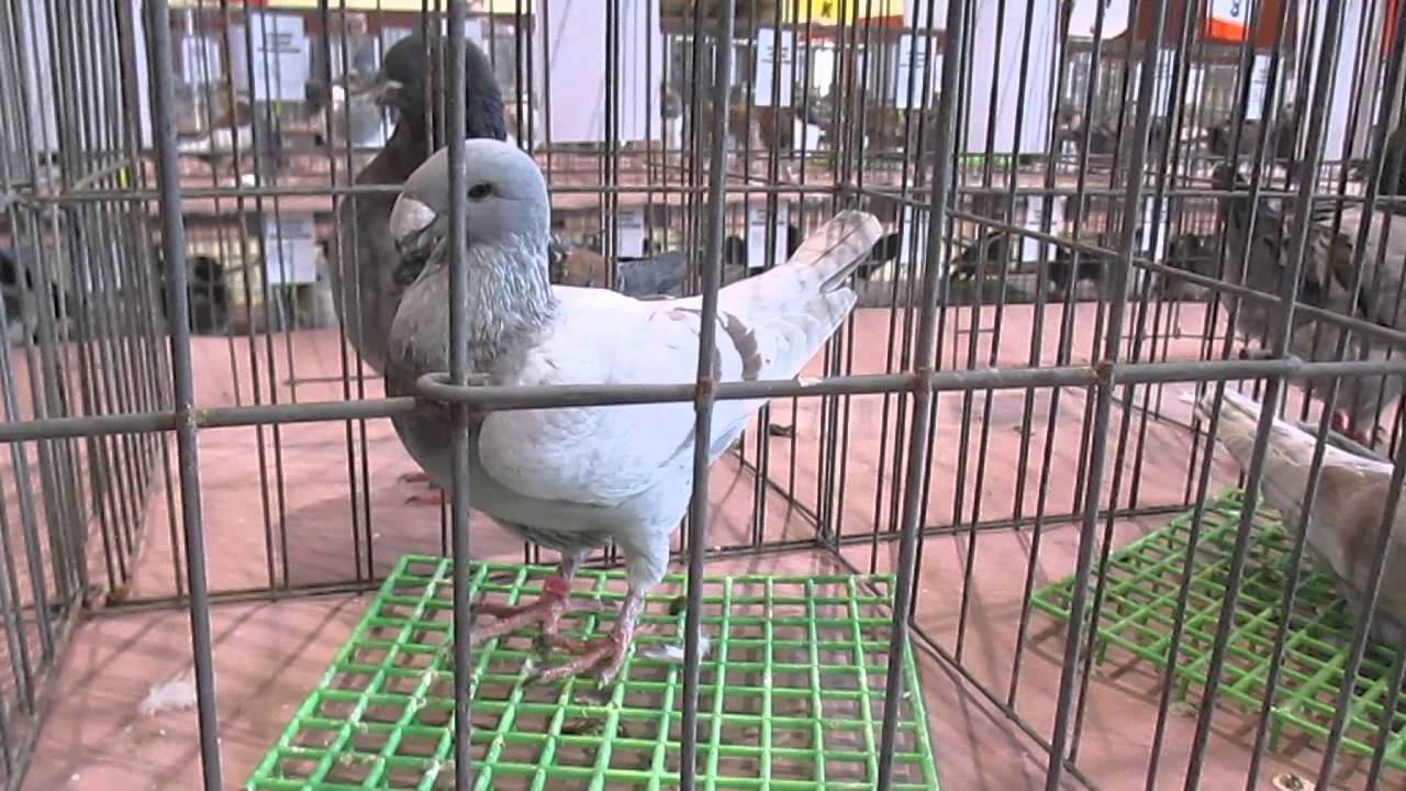 German beauty homer pigeons - YouTube