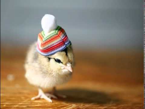 Pollitos a la moda se engalanan con sombreros de colores - YouTube