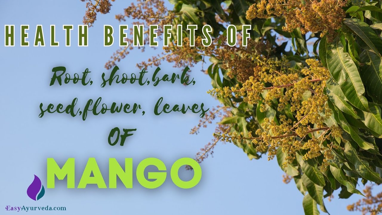 Health benefits of Mango seed, bark, root, shoot, leaves and flowers ...