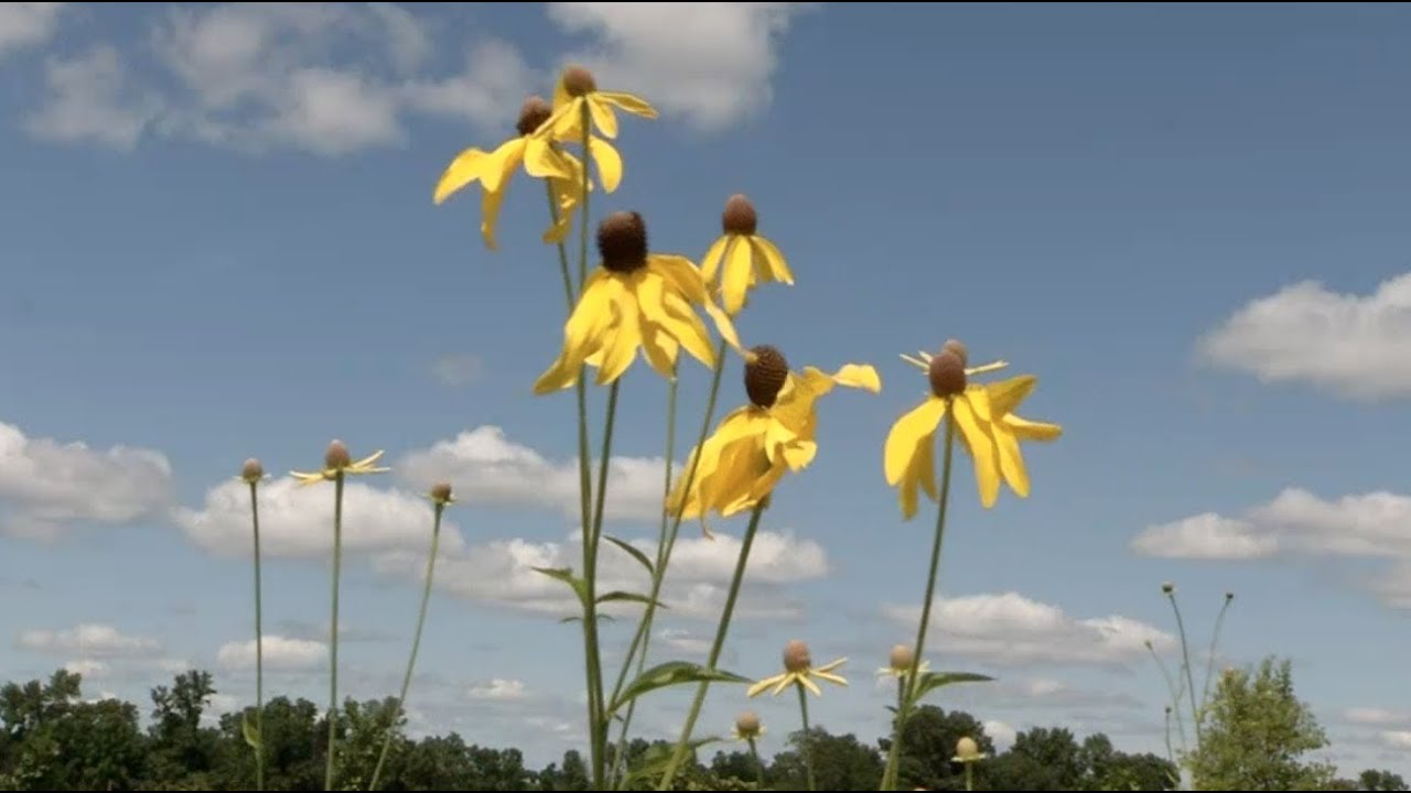 Prairie Yard & Garden: Prairie Flora: History and Future - YouTube