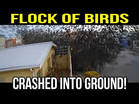 Flock Of Birds Crashed Into The Ground! - YouTube