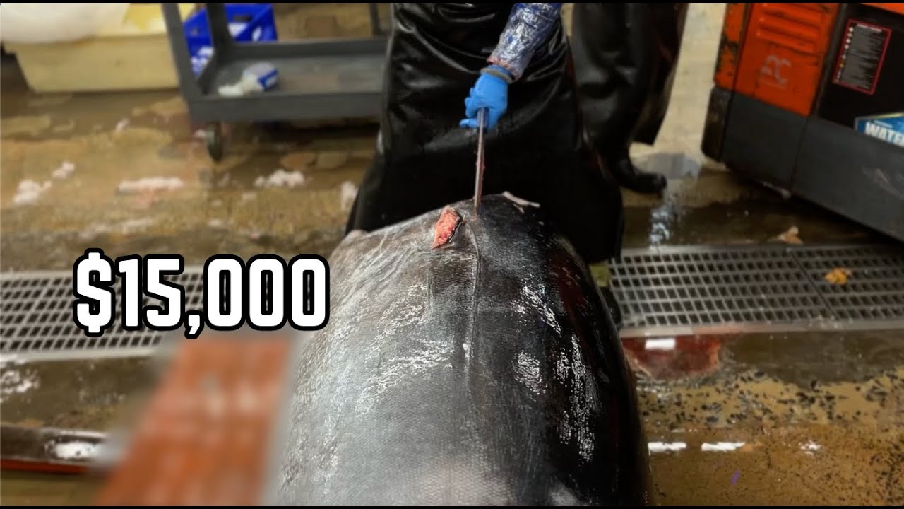 Butchering a Large Bluefin Tuna | Expert Tuna Breakdown 🔪🐟 - YouTube
