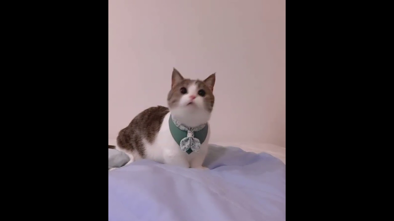 video kucing lucu - YouTube